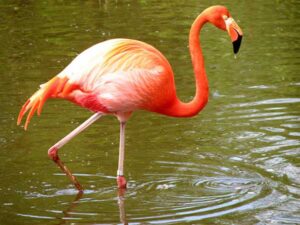 American Flamingo - ID, Facts, Diet, Habit & More | Birdzilla