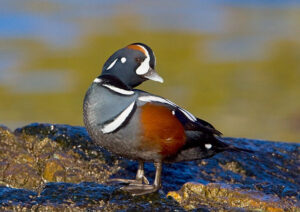 Odd Or Not So Odd? Odd Ducks You Can See In The Wild