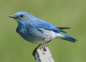 Mountain Bluebird - ID, Facts, Diet, Habit & More | Birdzilla