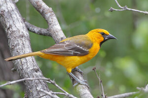 11 Birds That Look Like Orioles & How To Spot The Differences
