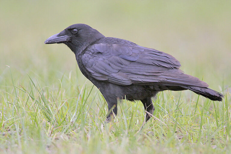 Are Crows Able To Talk Or Are They Just Powerful Mimics?