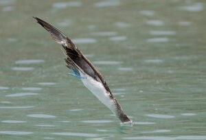 Blue-footed Booby Identification | Birdzilla - Enjoyin' Birds