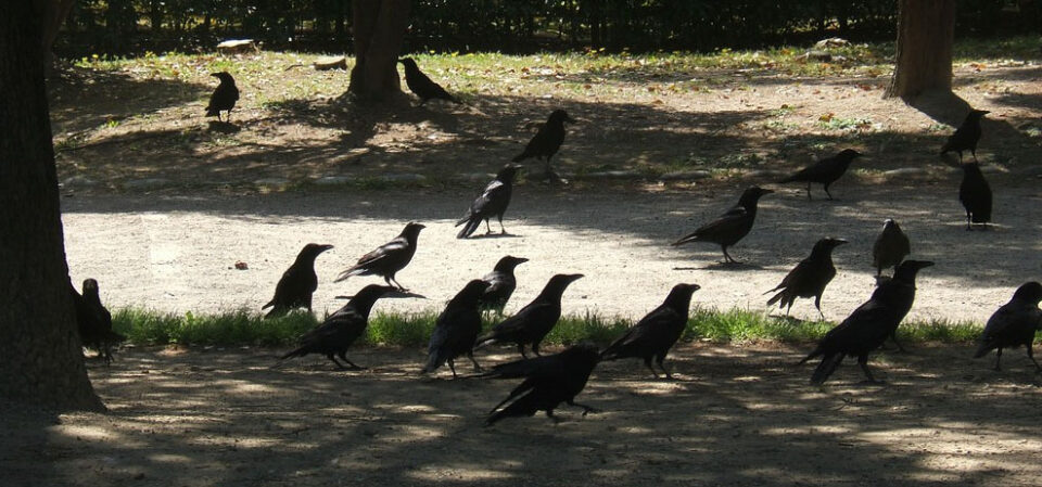 What Is a Group Of Crows Called? (And The Story Behind It)