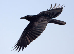 What Is a Group Of Crows Called? (And The Story Behind It)