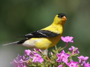 American Goldfinches & Bonds With Iowa | State Bird History