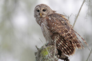 Owls In South Carolina: 6 Owls You Can See In The Palmetto State