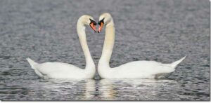 Swan Symbolism & Meaning – Everything We Know