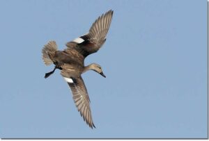 10 South Carolina Ducks – Common Ducks You Are Bound To See