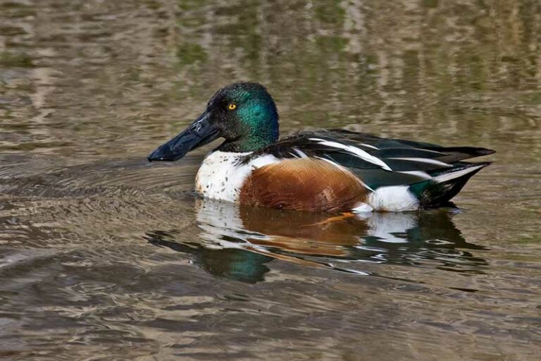 10 Louisiana Ducks: Field Guide & Tips To Identify