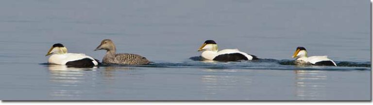 Common Eider - ID, Facts, Diet, Habit & More | Birdzilla