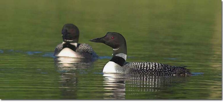 Birds of Maine – Top 35 Most Common Birds | Identification Guide