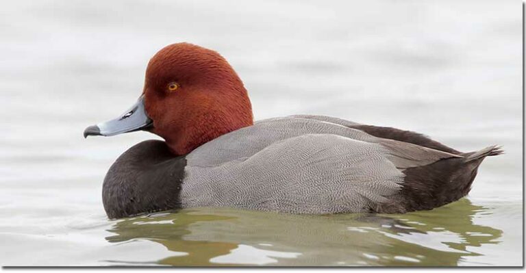 Redhead (Duck) - ID, Facts, Diet, Habit & More | Birdzilla