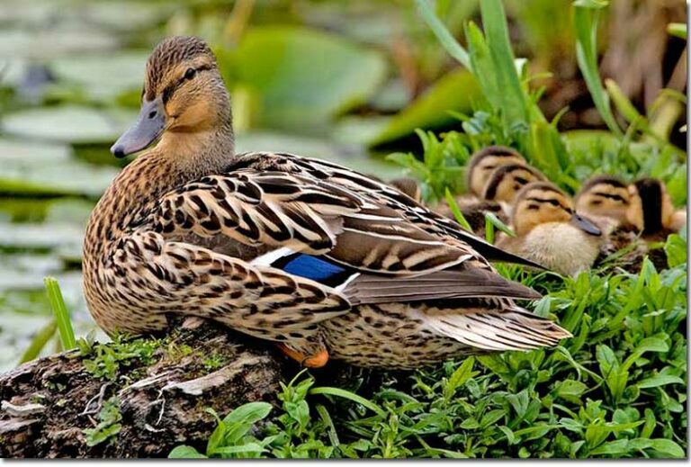 How To Tell Female Ducks Apart From Males [ID Guide]