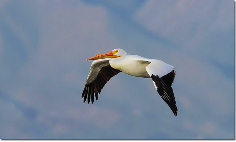 American White Pelican - ID, Facts, Diet, Habit & More | Birdzilla