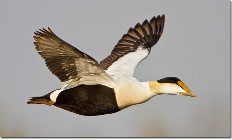 Common Eider - ID, Facts, Diet, Habit & More | Birdzilla