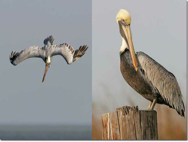 Brown Pelican - ID, Facts, Diet, Habit & More | Birdzilla