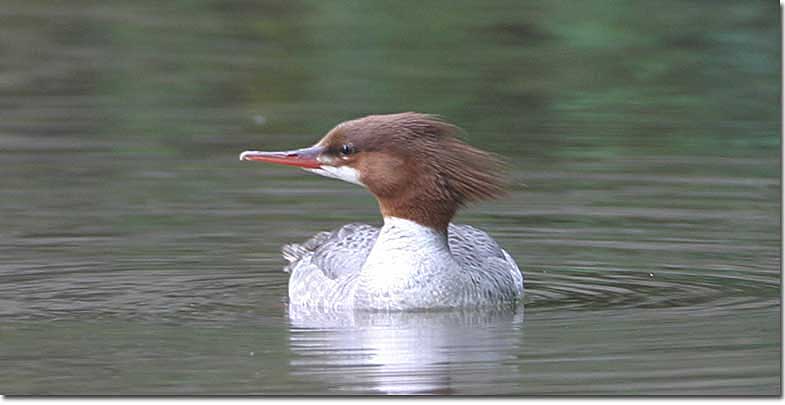 Mergansers Category | Birdzilla - Enjoyin' Birds