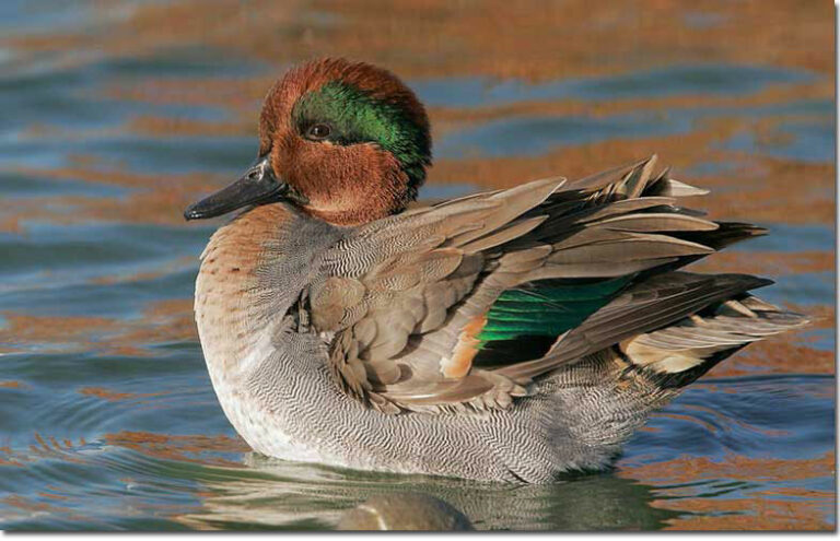 Wisconsin Ducks – 26 Common Species & Where To See Them