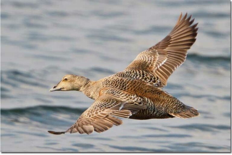 King Eider (ID, Facts, Diet, Habit & More)