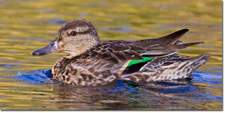 Green-winged Teal - ID, Facts, Diet, Habit & More | Birdzilla