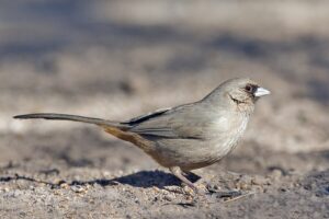 Abert's Towhee - ID, Facts, Diet, Habit & More | Birdzilla