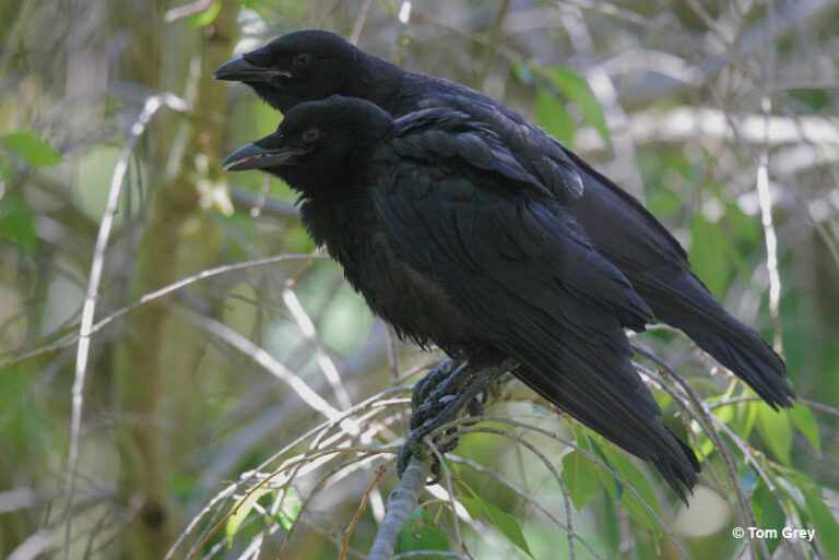 15 Fun Facts About Crows & Their Lives, Habits, And Family