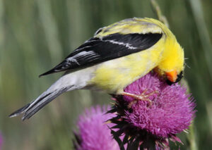 Washington State Bird: Get To Know The American Goldfinch