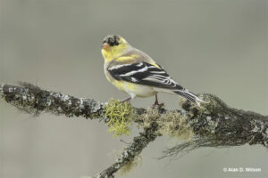 Washington State Bird: Get To Know The American Goldfinch