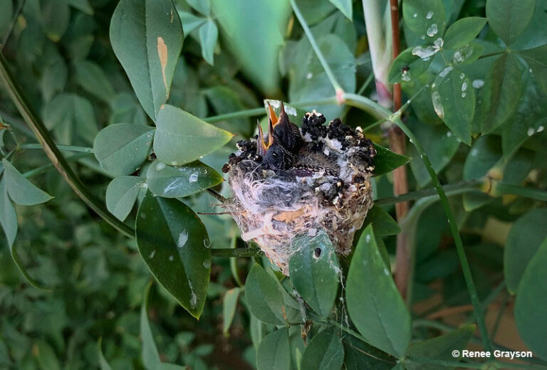 What Do Hummingbirds Eat? From Nectar To Insects