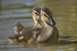 The Lives Of Baby Ducks: Starting With Hatching