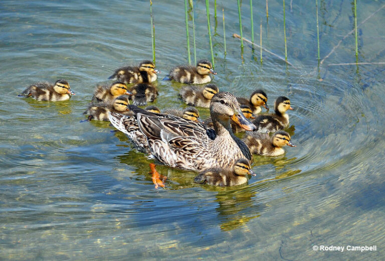 The Lives Of Baby Ducks: Starting With Hatching