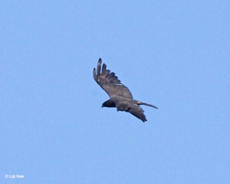 12 Types of Black Birds (With Photos and IDs)