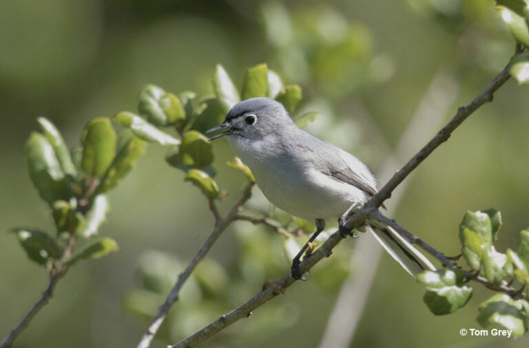 Blue-gray Gnatcatcher - ID, Facts, Diet, Habit & More | Birdzilla