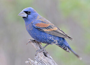 Blue Grosbeak Identification - ID, Facts, Diet, Habit & More | Birdzilla