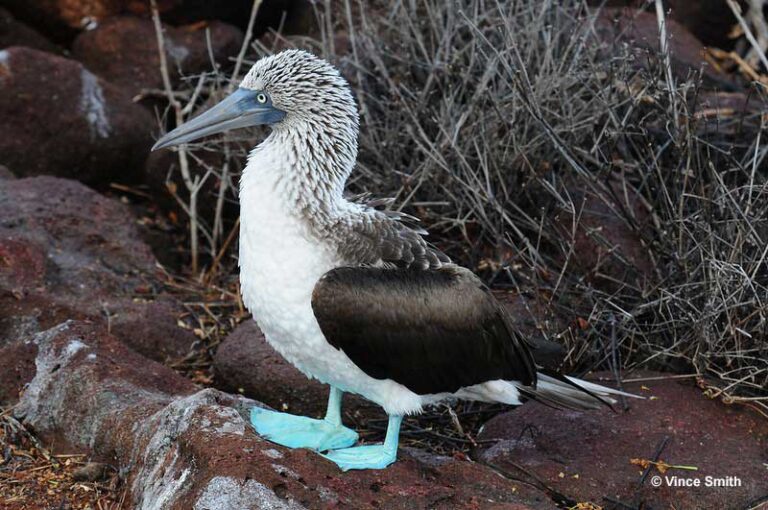 Blue-footed Booby Identification | Birdzilla - Enjoyin' Birds