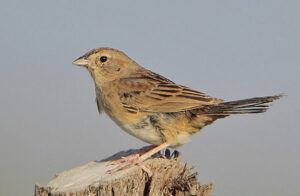 36 Types Of Sparrows In The U.S. – Your Complete ID Guide