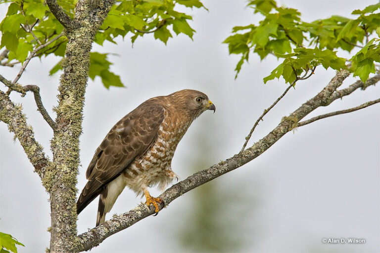 Hawks In Minnesota – 8 Common & Rare Species You Can See