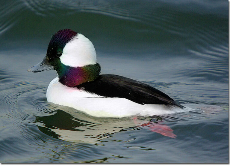 Bufflehead - ID, Facts, Diet, Habit & More | Birdzilla
