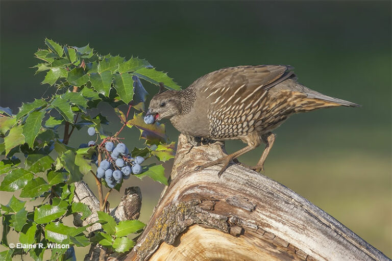 The Official California State Bird - California Quail