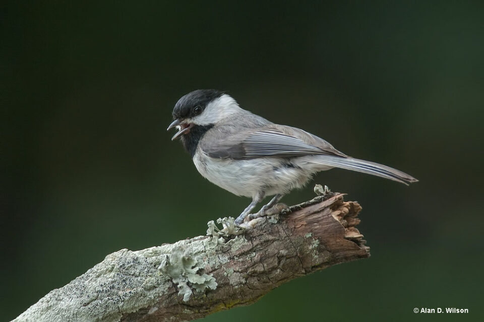 Carolina Chickadee - ID, Facts, Diet, Habit & More | Birdzilla