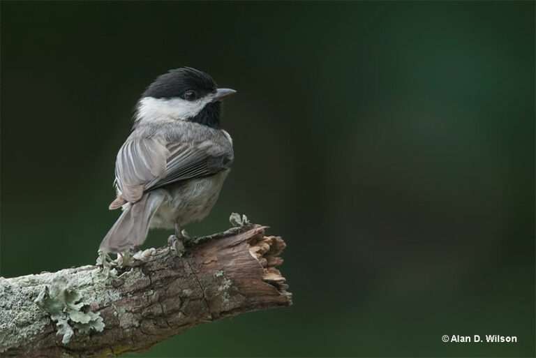 Tit Species In The U.S. (And Common Eurasian Species)