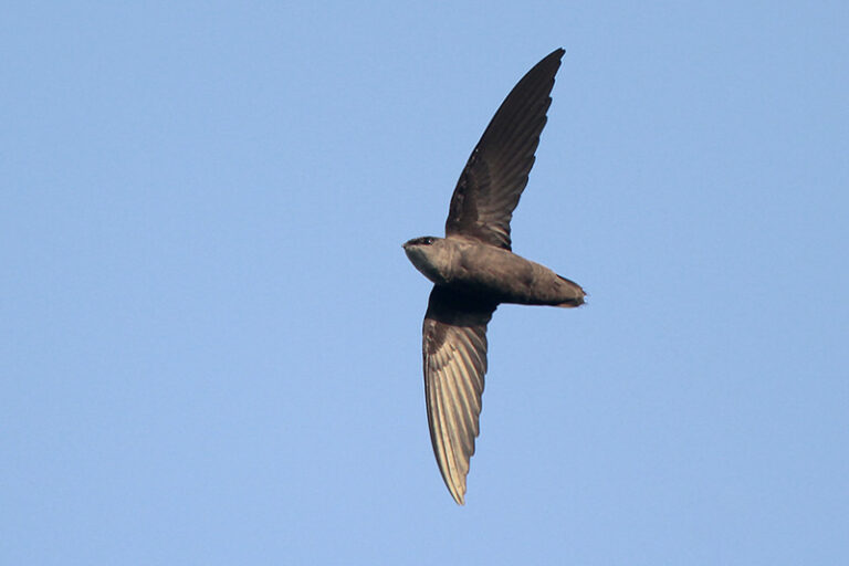 Chimney Swift - ID, Facts, Diet, Habit & More | Birdzilla