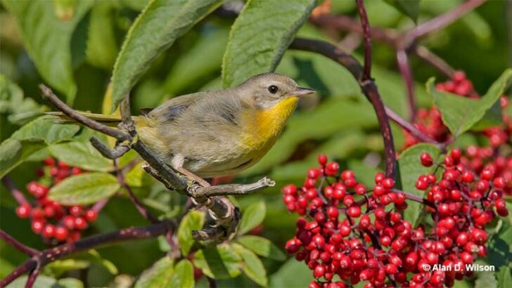 Black-throated Blue Warbler - ID, Facts & More | Birdzilla