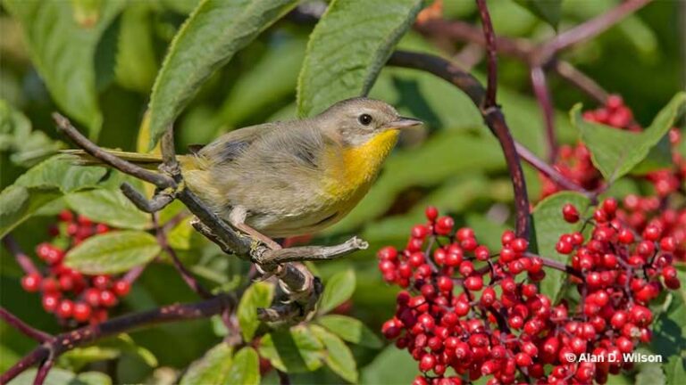Common Yellowthroat - ID, Facts, Diet, Habit & More | Birdzilla