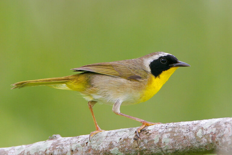 The 26 Yellow Birds (That You Can Actually Identify!)