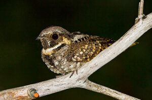 Eastern Whip-poor-will - ID, Facts, Diet, Habit & More | Birdzilla