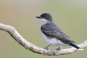 Eastern Phoebe – Identification & Lifecycle - ID, Facts, Diet, Habit ...