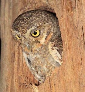Elf Owl (Micrathene whitneyi) | Birdzilla - Enjoyin' Birds