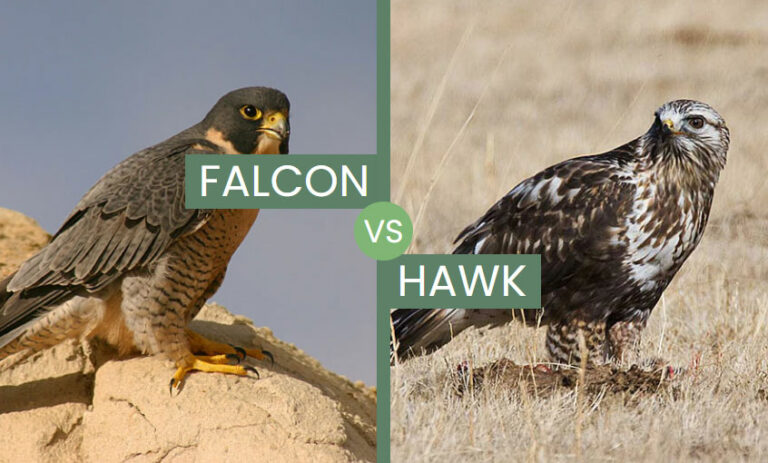 Falcon vs Hawk – How Different Are These Birds of Prey?