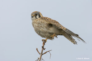 Falcon Identification – 6 Falcons You Can Spot in the U.S.